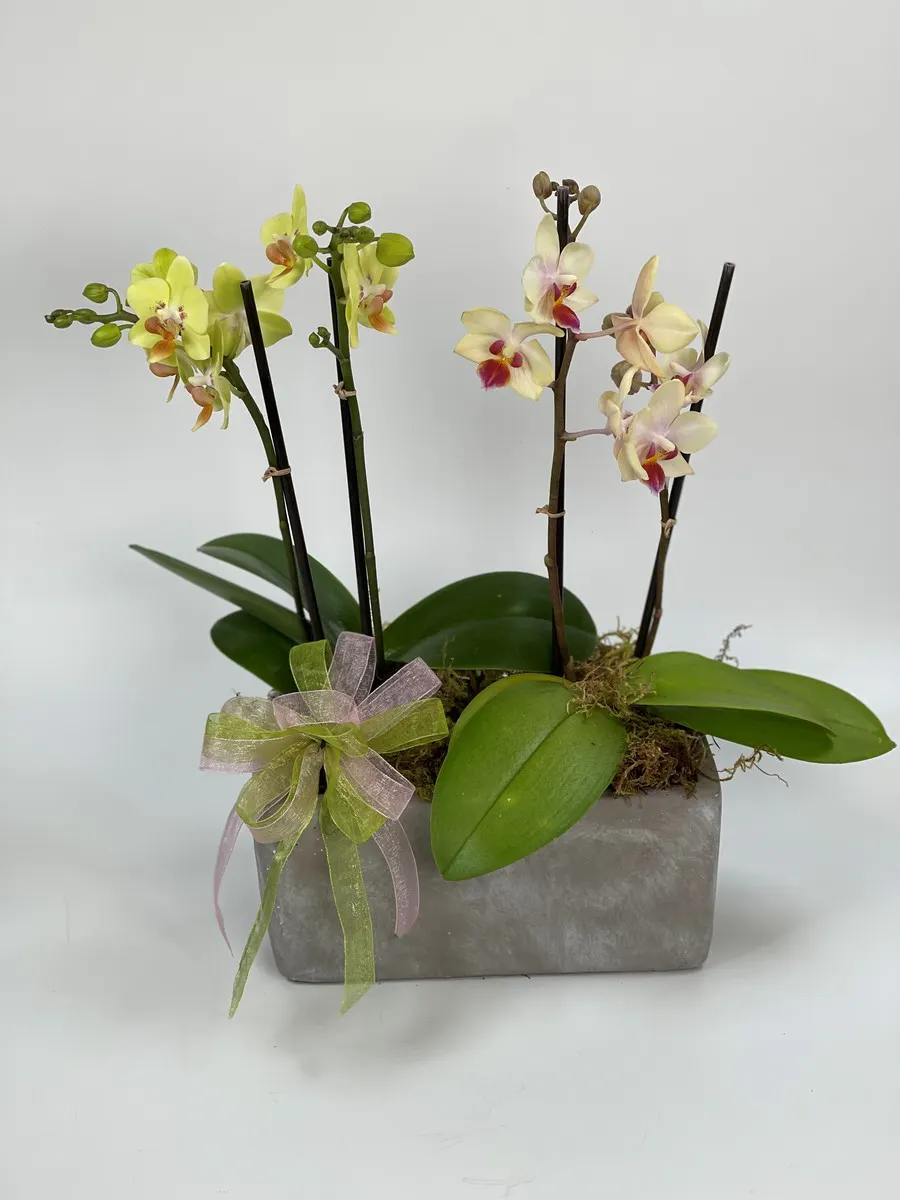 Mini Phalaenopsis Orchid Plant | Salinas (CA) Plant Delivery | Swenson ...