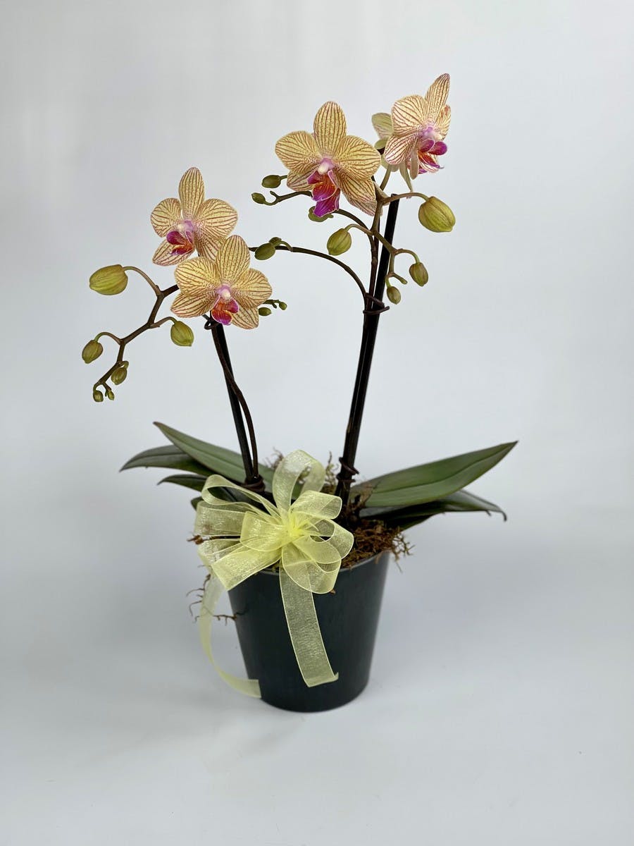 Mini Phalaenopsis Orchid Plant | Salinas (CA) Plant Delivery | Swenson ...