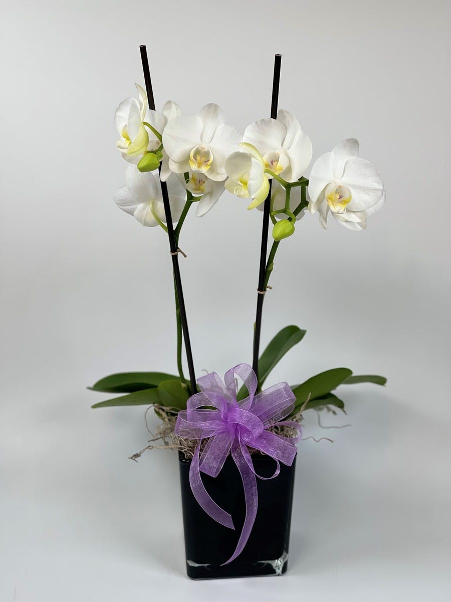 Mini Phalaenopsis Orchid Plant | Salinas (CA) Plant Delivery | Swenson ...